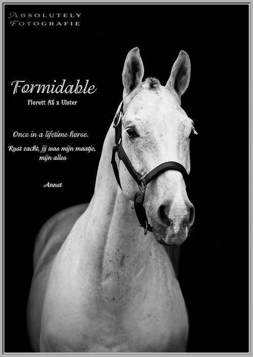 HENGST Formidable :: AM-Stables